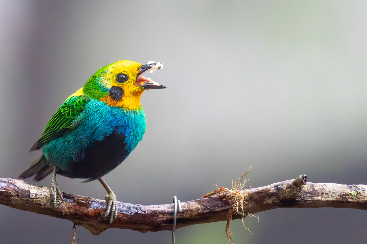 Colombia Birding Extravaganza: Tanagers (Part 1): I love birding, and ...