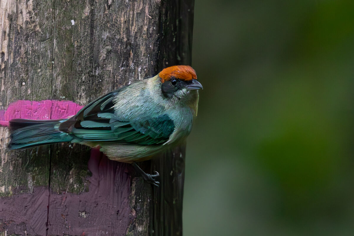Colombia Birding Extravaganza: Tanagers (Part 2): I’m sharing some more ...