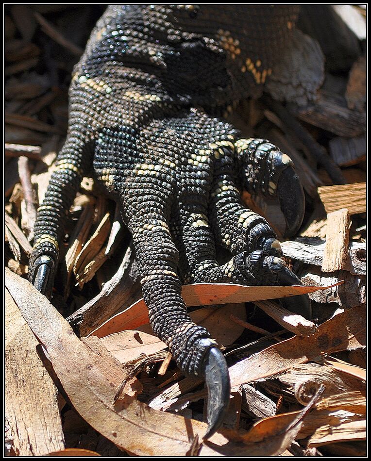 Monitors: These are one of Australia's large goannas, the Lace Monitor ...