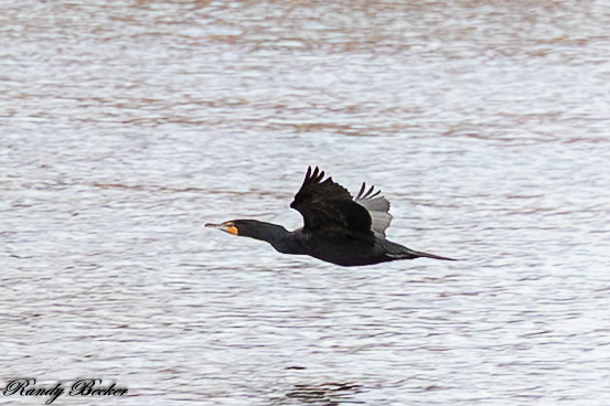 Migration stop: Double Crested Cormorants passing through...