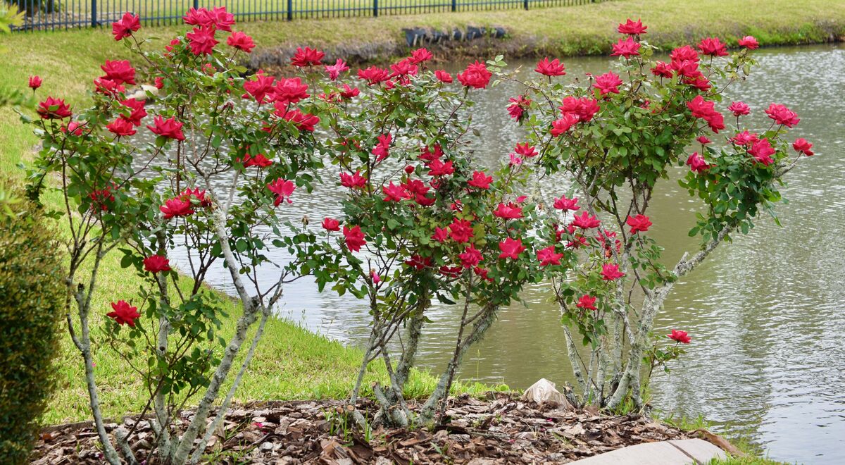 I Love This Time of Year: Spring just keeps busting out all over!