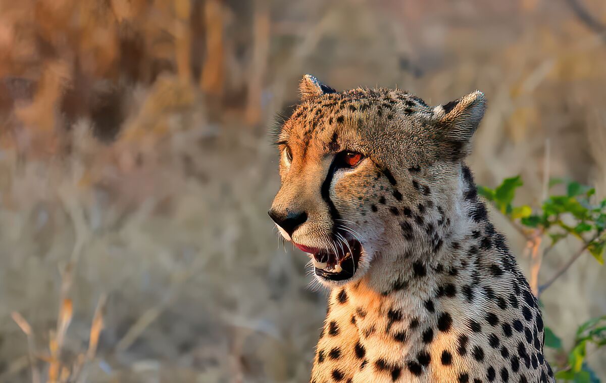 Here Kitty Kitty: A cropped shot of a cheetah photo, I am working on ...