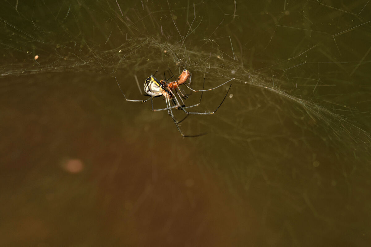 spiders with midges: and a couple mating spiders...