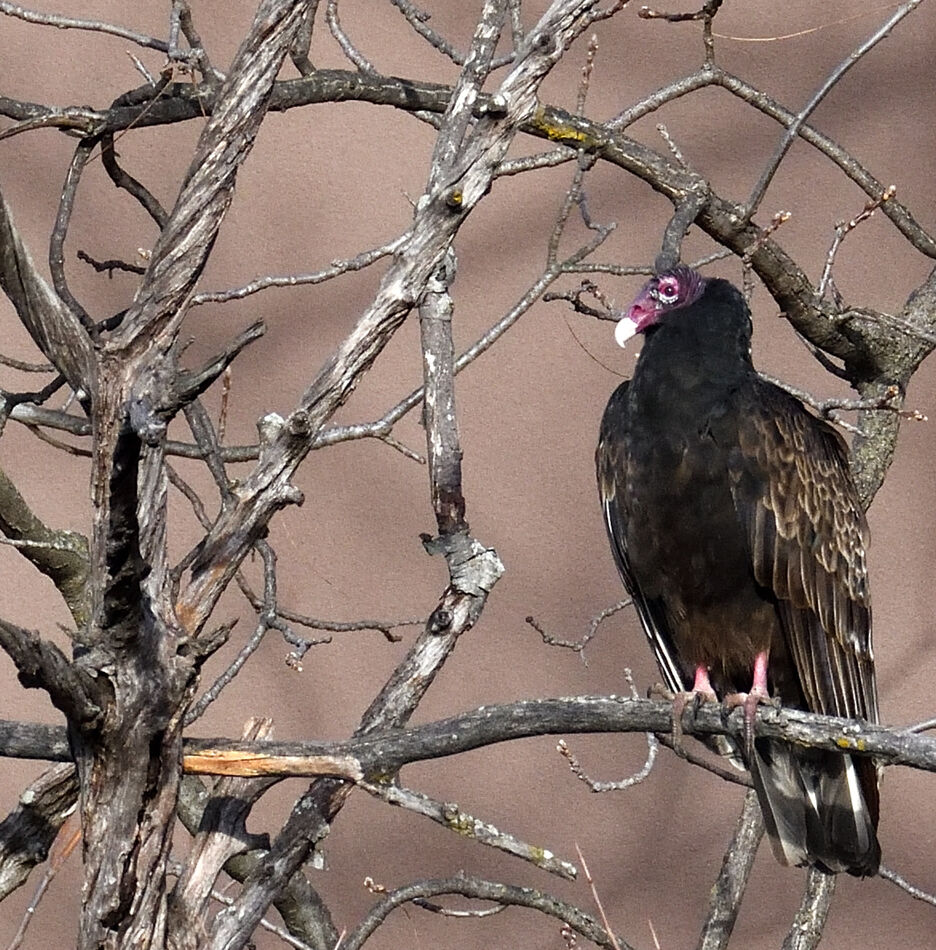 turkey vultures in gloucester city, nj: i didn't even notice him until ...