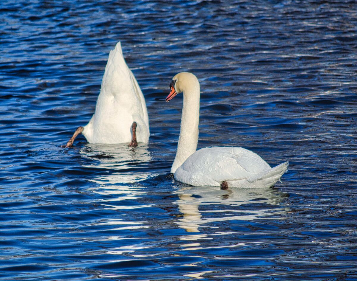 The Incomparable Swan: Weathering the cold and frigid water with great ...