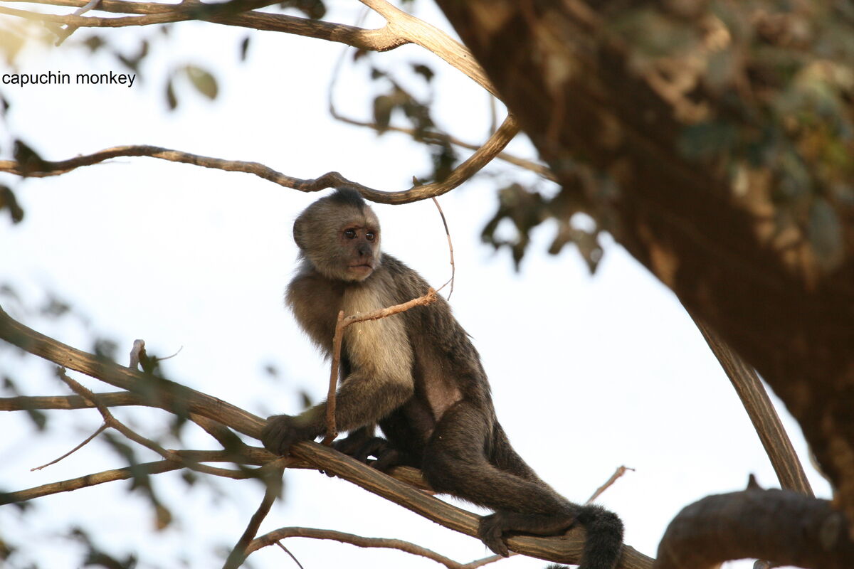 capuchin monkey: Saw this guy in a tree, took his pic and he took off ...