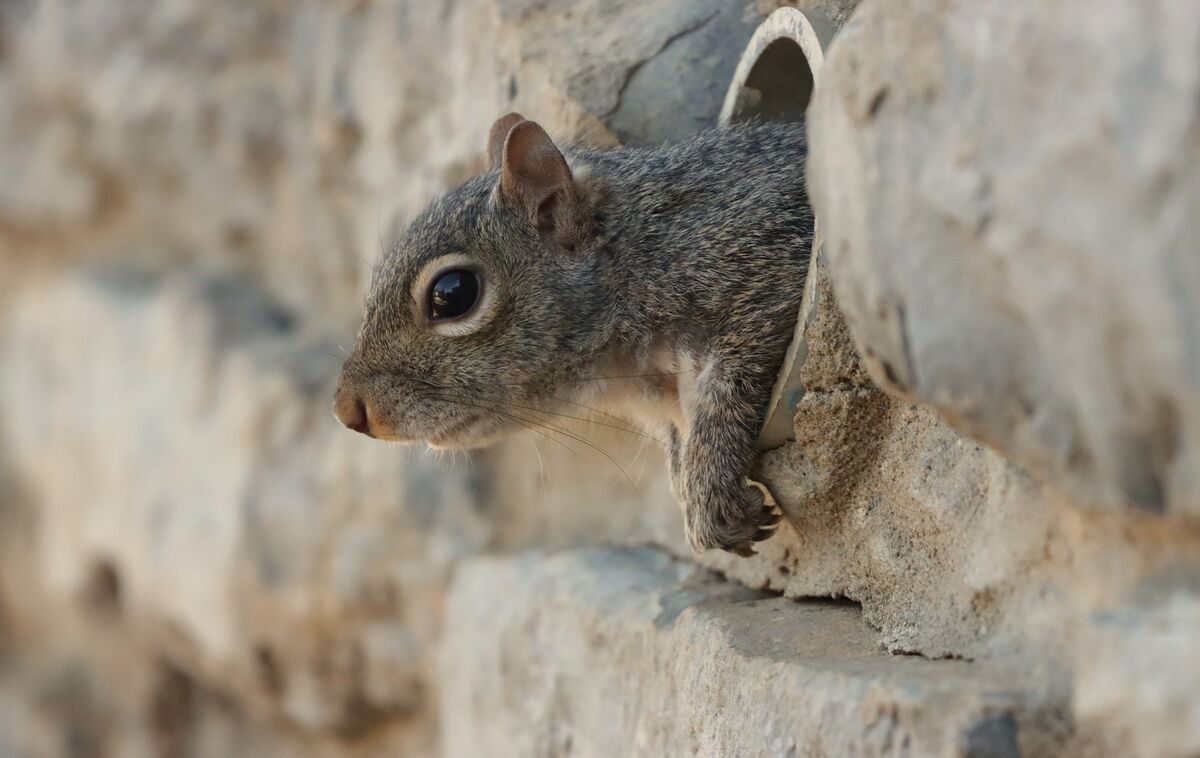 A squirrel in a drain hole: A few days ago, I was very frustrated ...