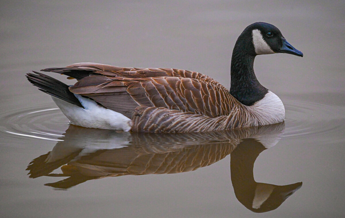 Canada goose at dusk: Nikon z5 with sigma 150-600 mm. Iso 800, 1000 sec ...