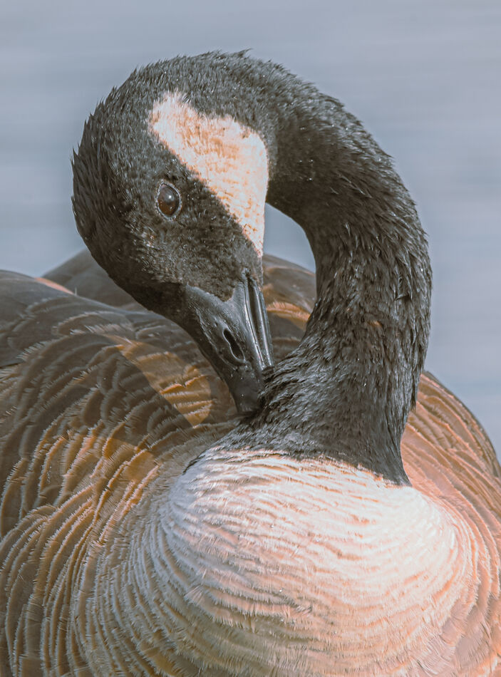 Canada goose at dusk: Nikon z5 with sigma 150-600 mm. Iso 800, 1000 sec ...