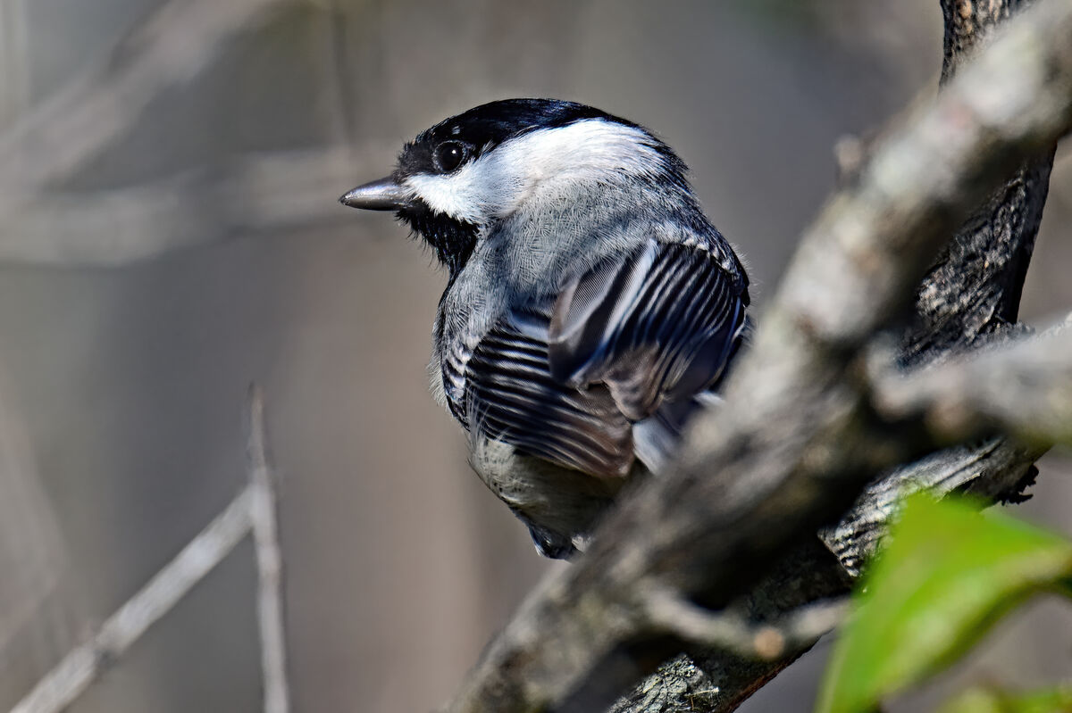 Chickadee and mockingbird: Lake Betz, Raleigh, NC. Feb. 28th, 2025. 1 ...
