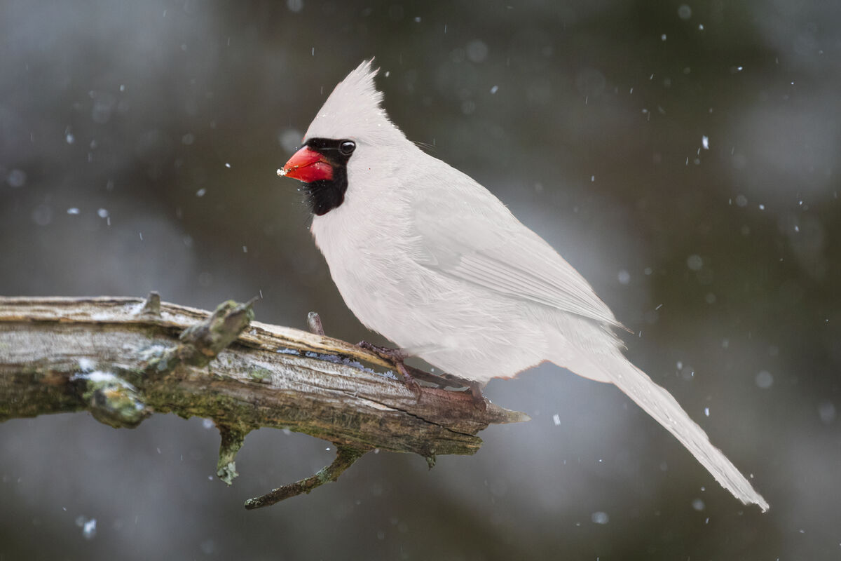 Very Excited: This Northern Cardinal showed up a couple of days ago ...