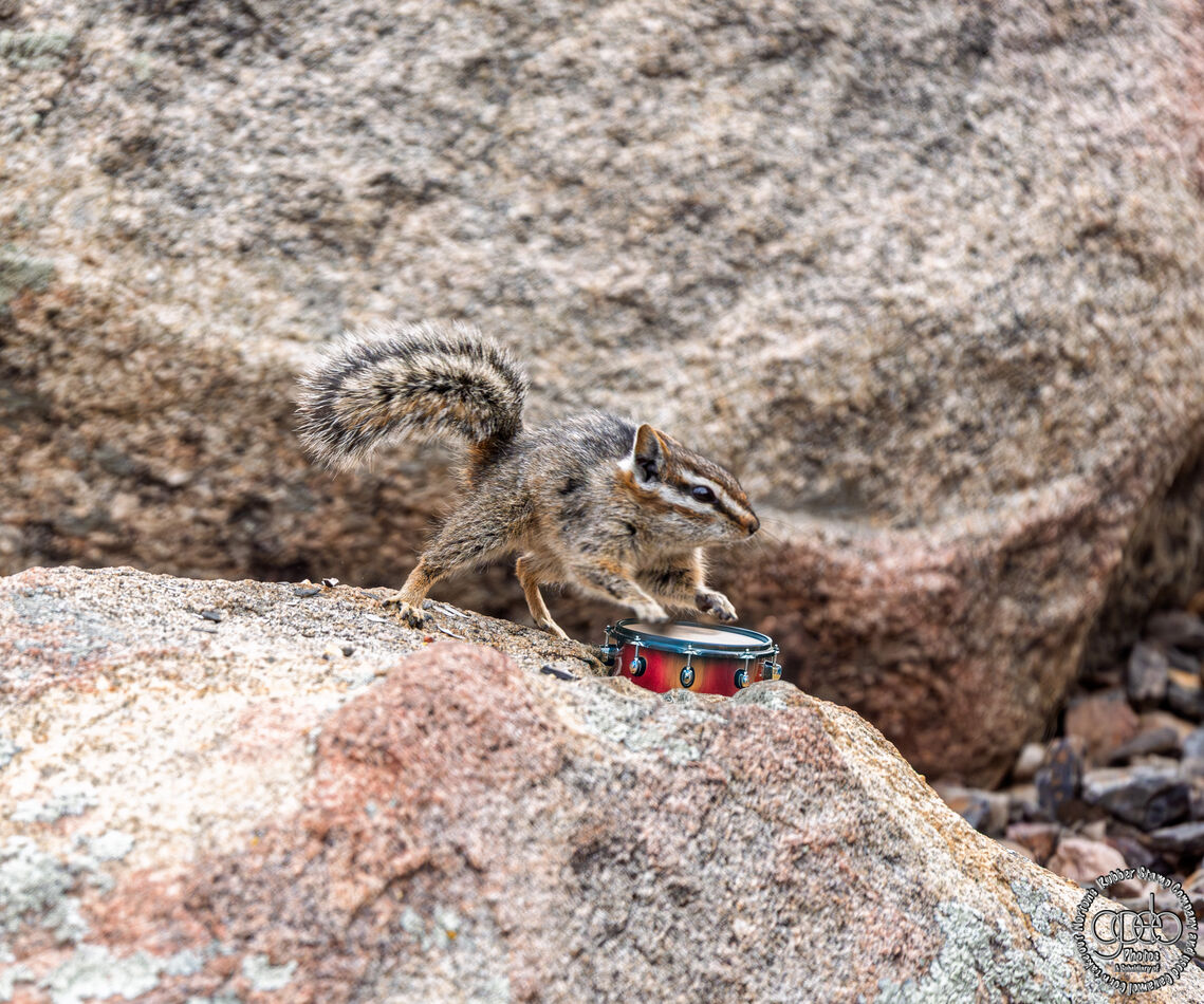 Relive Munk-mania at the Dells: Putting difference's aside Chip ...