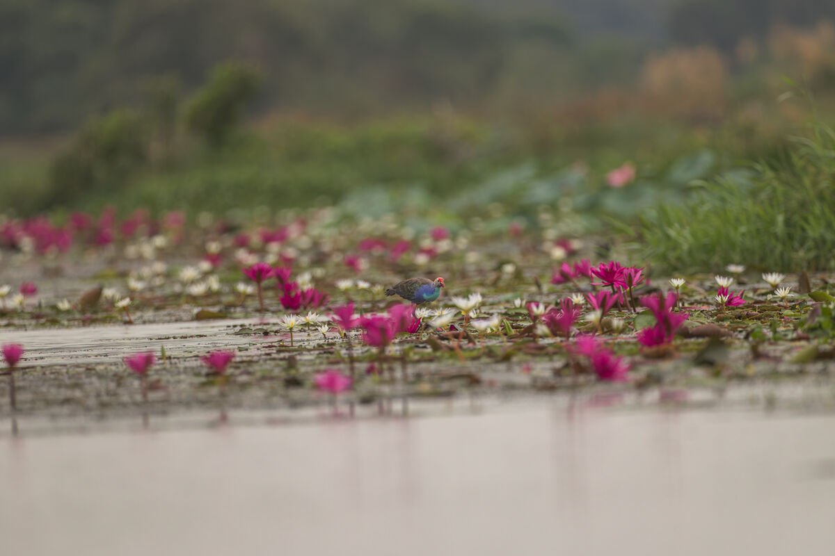 How would you crop this? This is a shot of a Gray-headed Swamphen taken ...