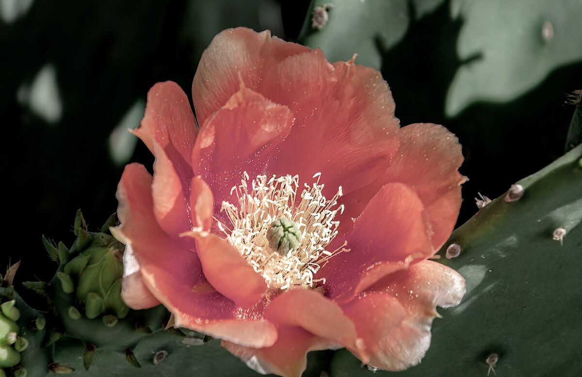 More Prickly Pear: I readjusted my D800e and brought the Exposure Bias ...