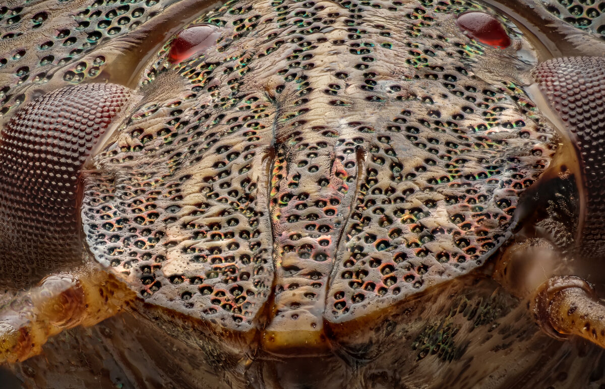 Brown Marmorated Stink Bug: This is a focused-stacked 7-1/2 ...
