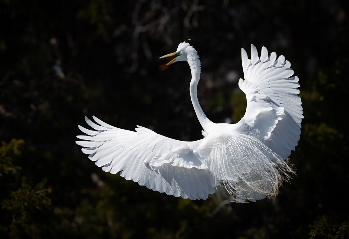 Great Egret in Flight with Nuptial feathers: Tough lighting. Negative ...