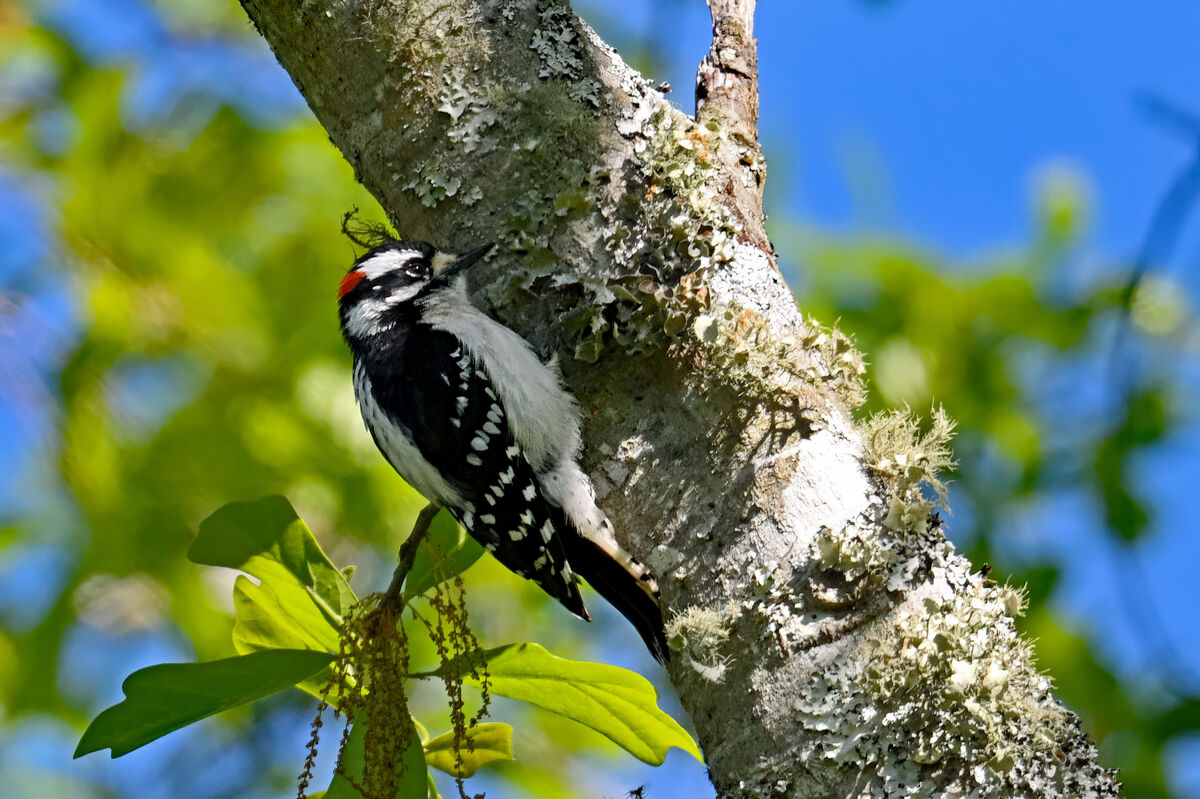 Downy woodpecker - pecking away, the moments that make up a dull day ...