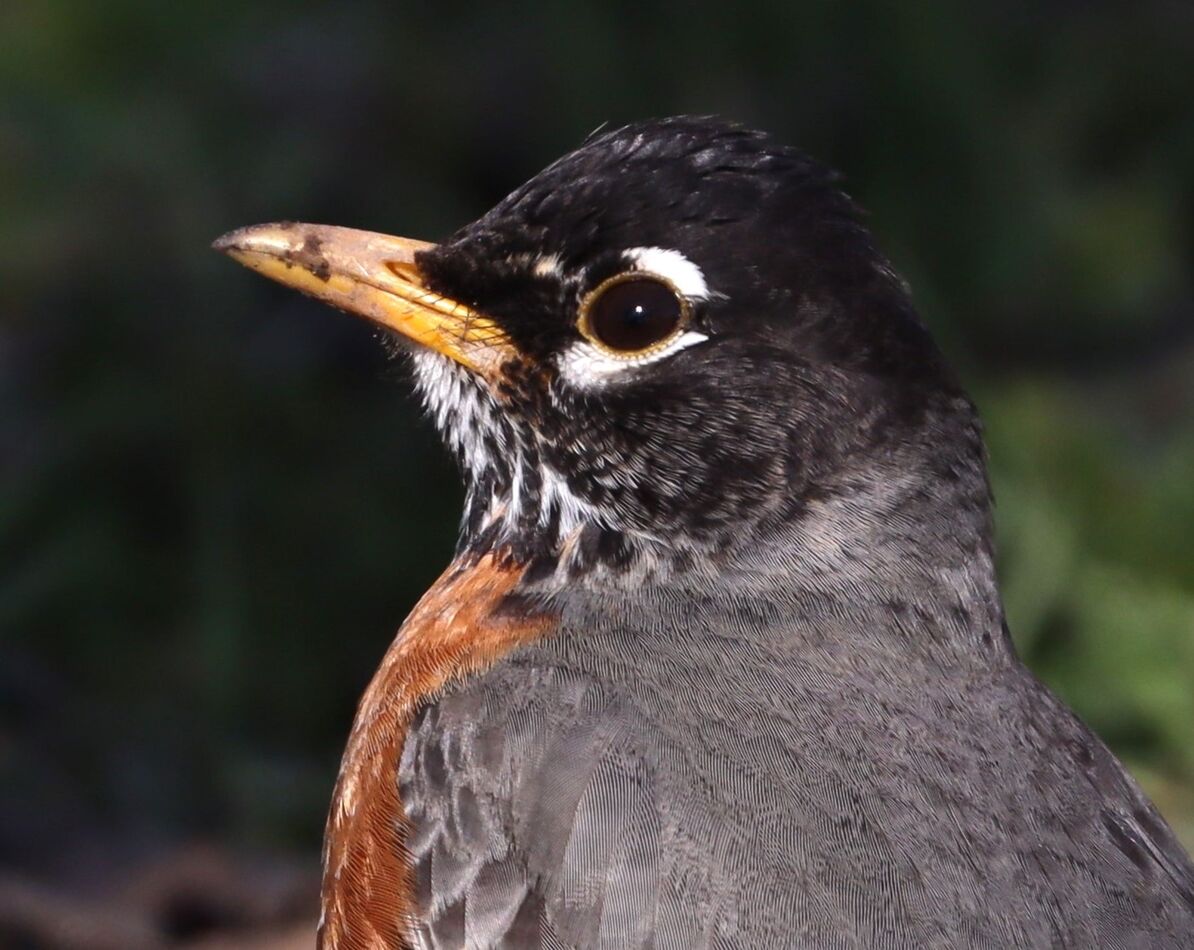A pretty Robin: Robins are always there, it seems just walking around ...