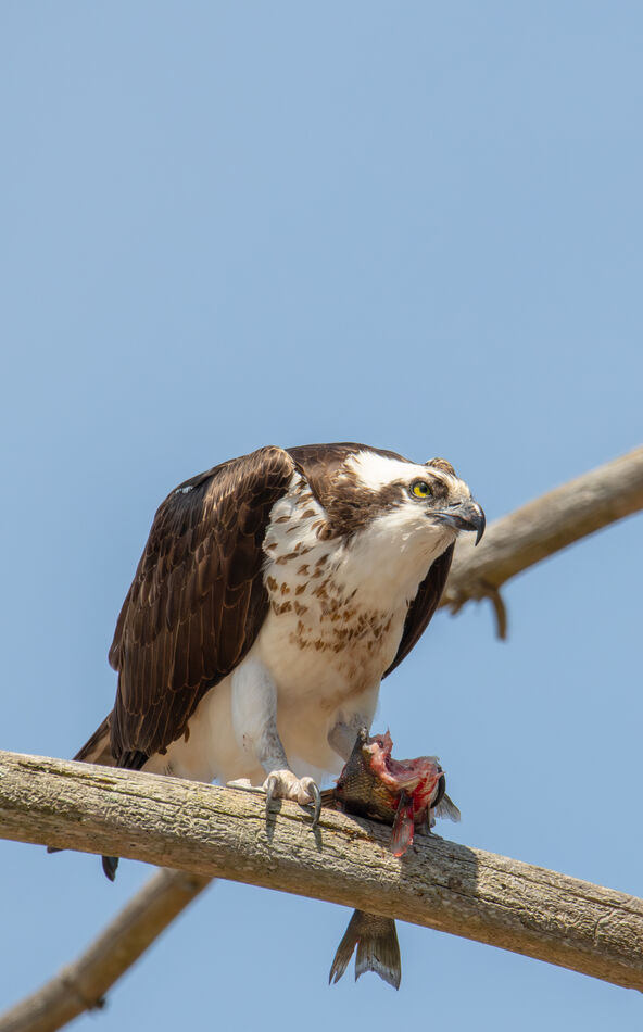 The Osprey Are Back In Southern Maine: In another sure sign that Spring ...