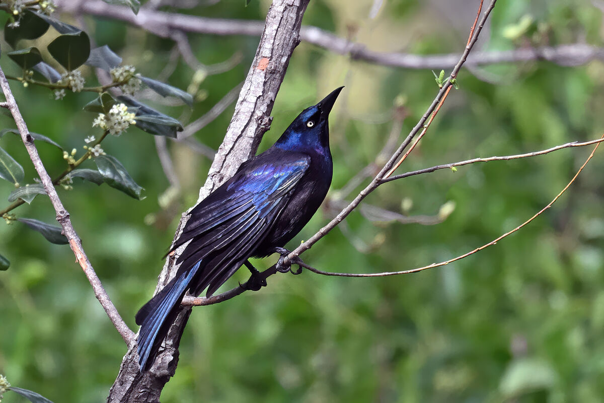 Grackle iridescence: The common grackle looks quite plain, until the ...