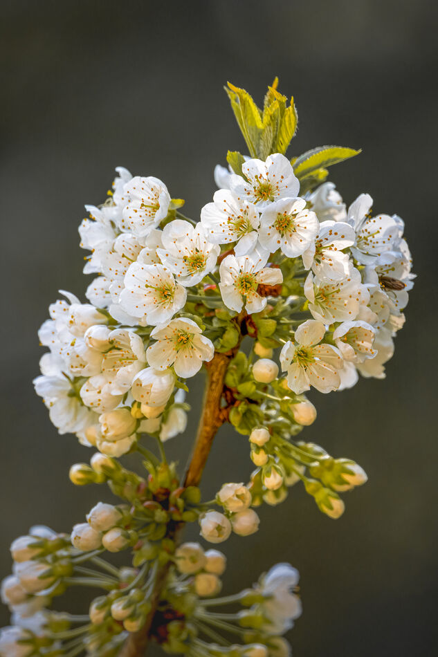Bee on Cherry Blossom Our Yard 4-14-2025 Luv me sum bees: My wife is ...