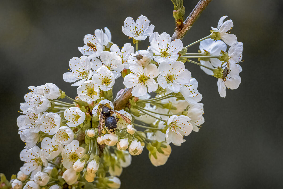 Bee on Cherry Blossom Our Yard 4-14-2025 Luv me sum bees: My wife is ...