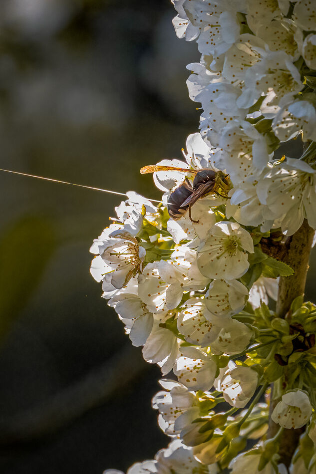 Bee on Cherry Blossom Our Yard 4-14-2025 Luv me sum bees: My wife is ...