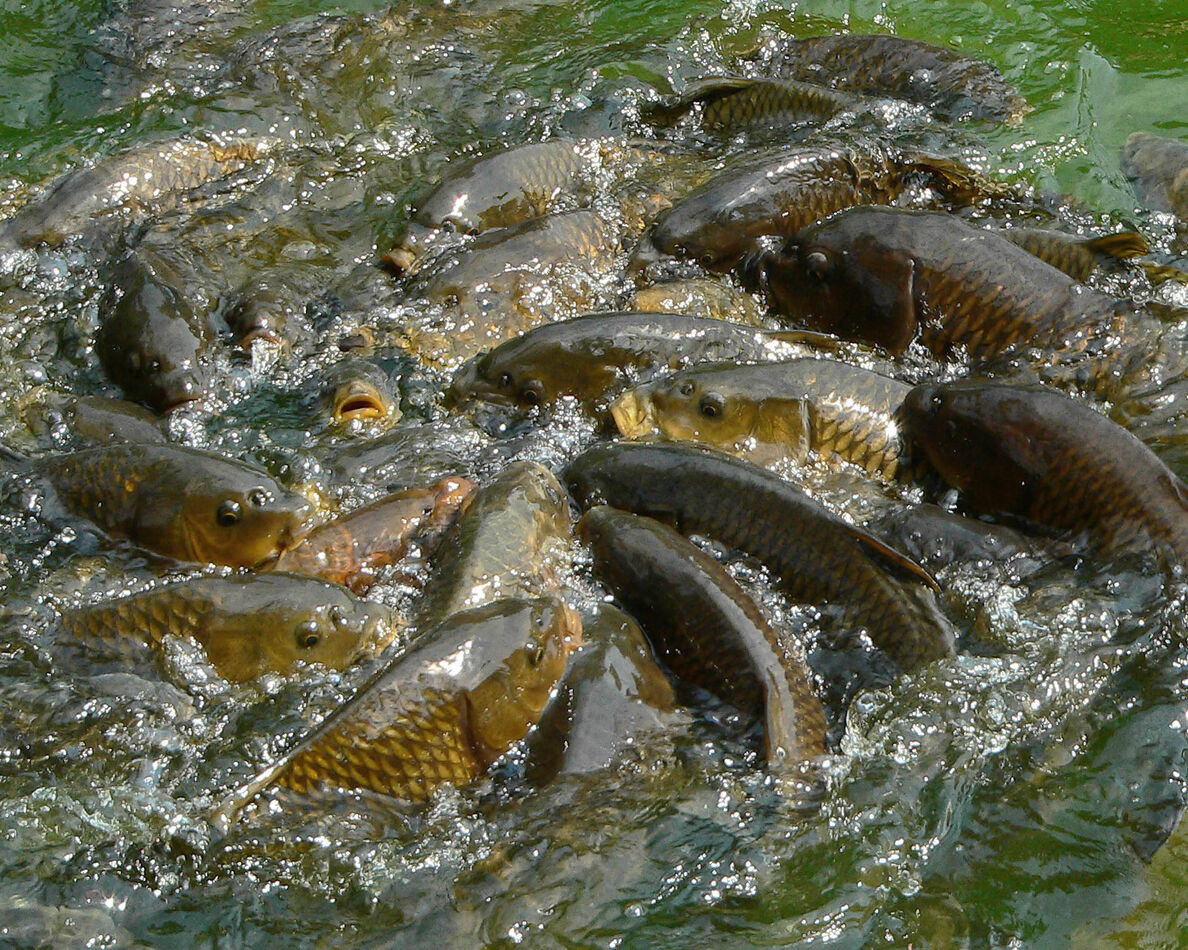 Zoo Carp Tusslin'... ....over a single pellet of fish food :sm06: :sm06 ...