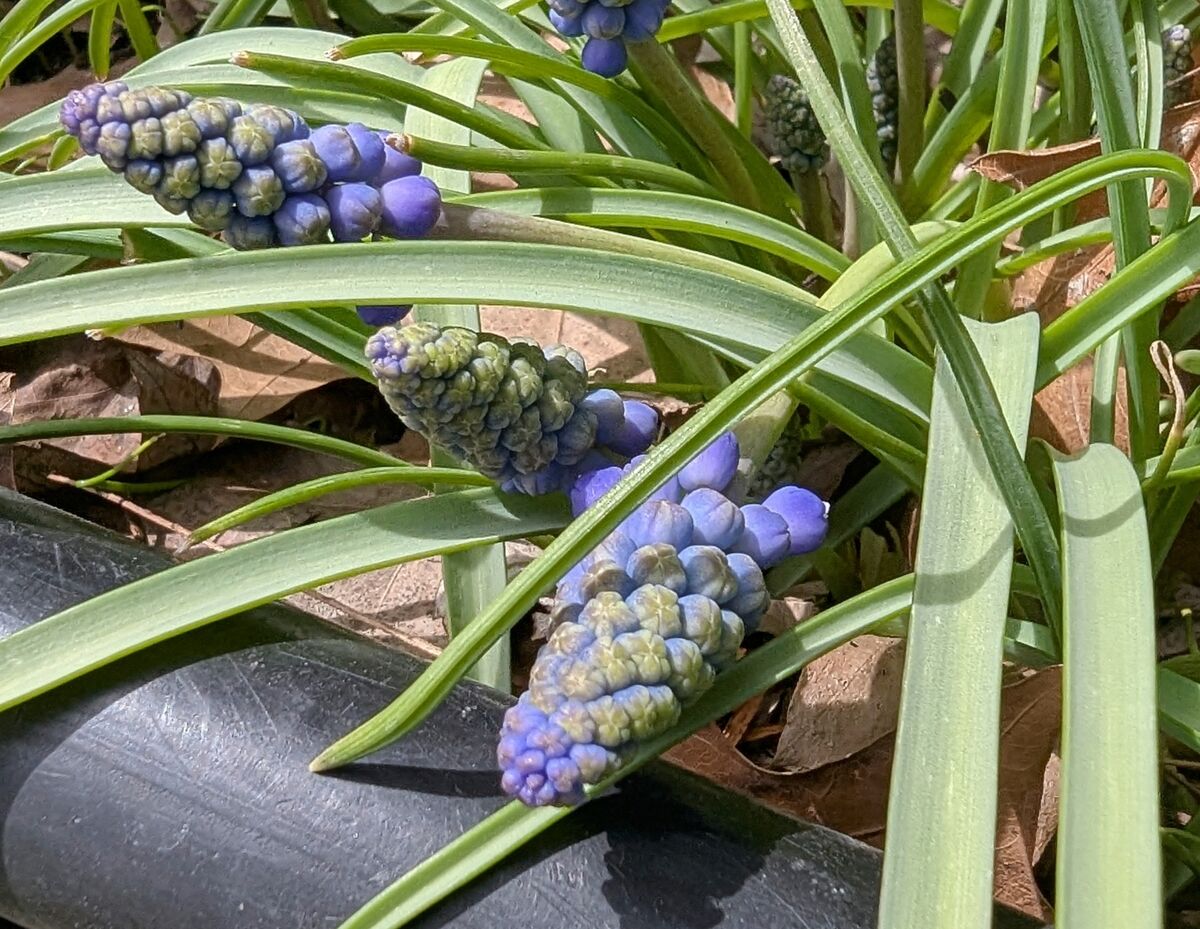 Grapes: Hyacinth 🌀🌀🌀...