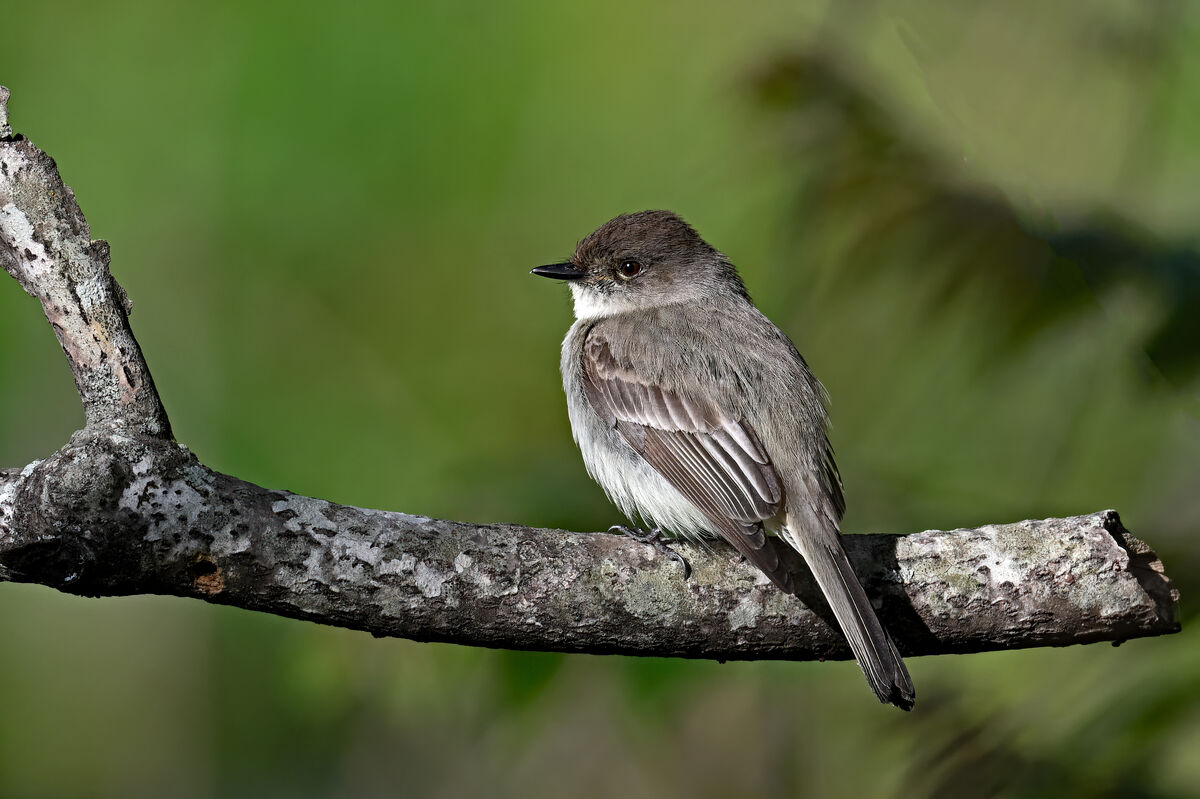 Eastern phoebe: Bynum bridge, Pittsboro, NC. April 9th, 2025. Comments ...