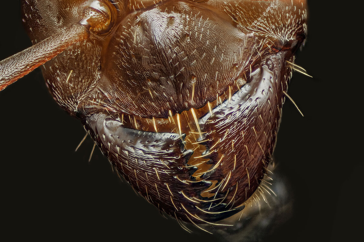 Red Ant Mandibles: This is a focused stack image of the mandibles of a ...