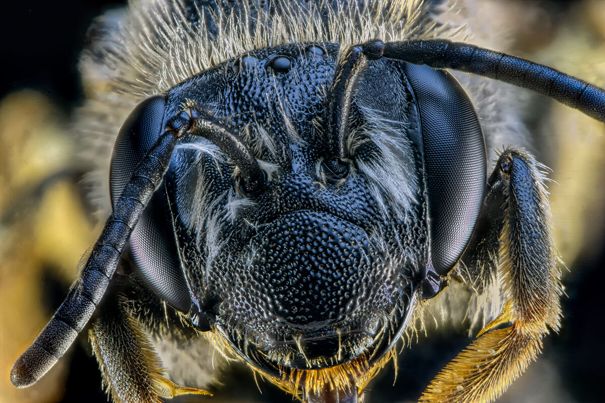 Honey Bee Face: This is a 5X magnified, focused stacked image of the ...