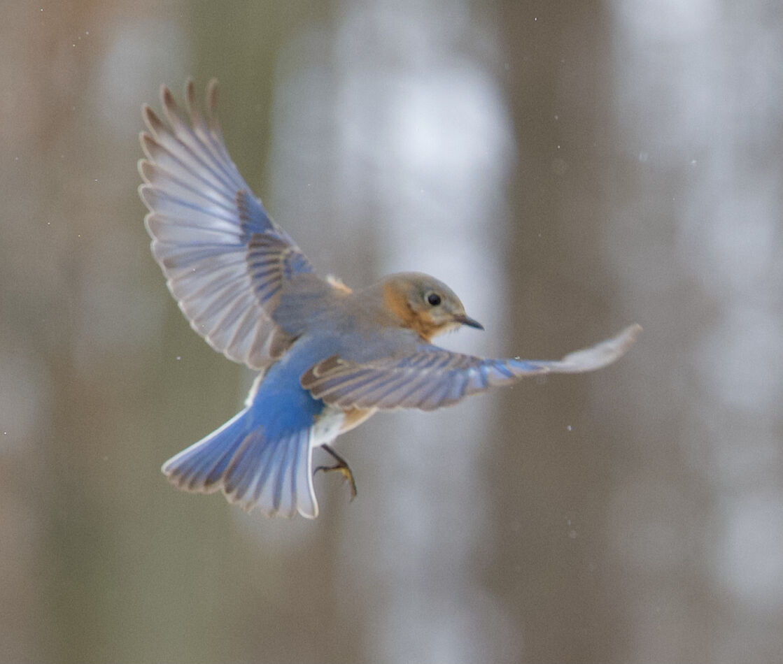 Birds In Flight: Small sampling of birds in flight pics. Speed is key ...