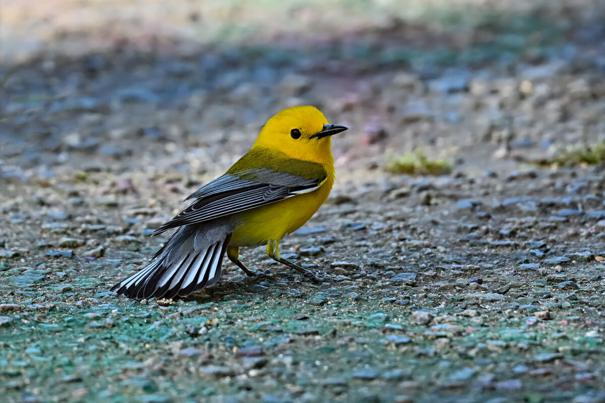 Prothonotary warbler on the bridge: Bynum bridge, Pittsboro, NC. April ...