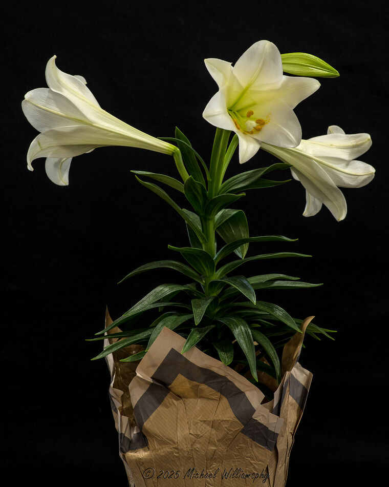 Happy Easter (Easter Lily Photographs): HAPPY EASTER to everyone on The ...