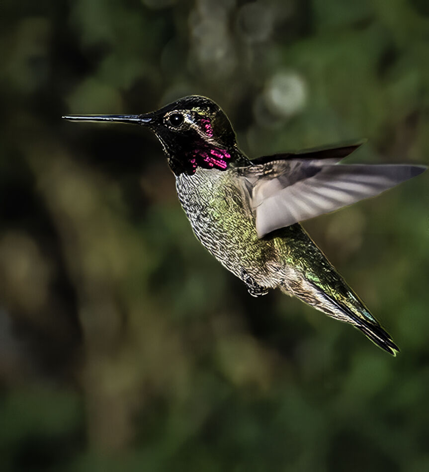 Hummingbird From The Past: Going through some old photos of ...