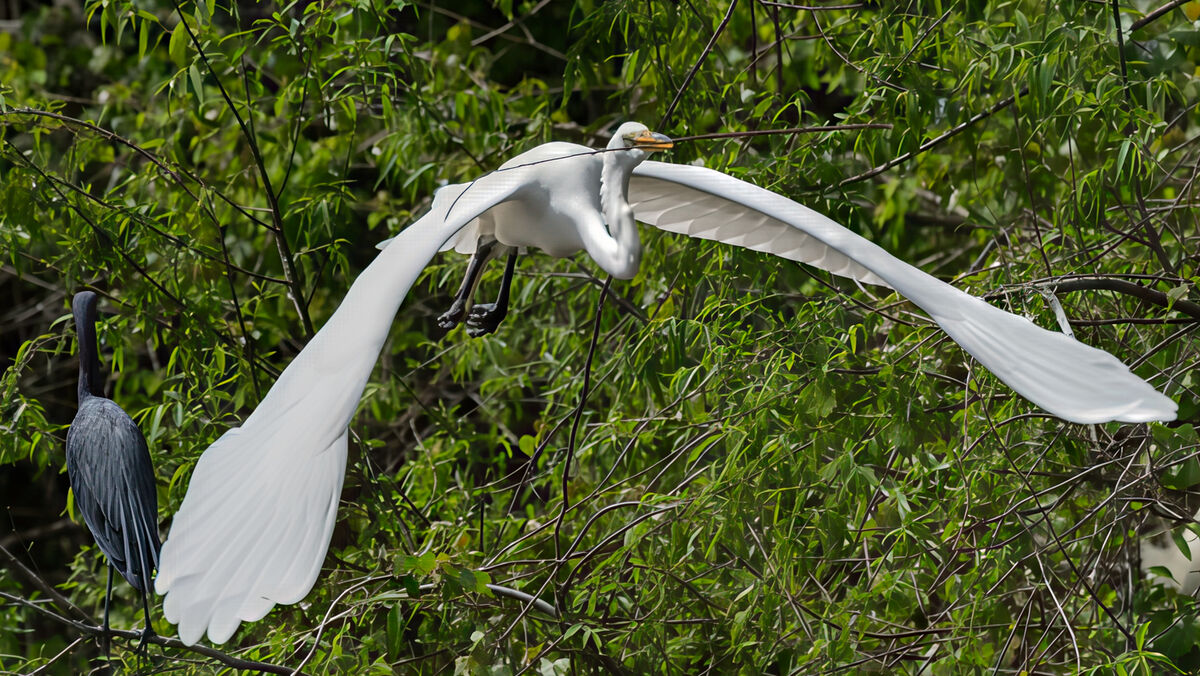 Cyprus Wetlands - BIF: These Great egret photos show the considerable ...