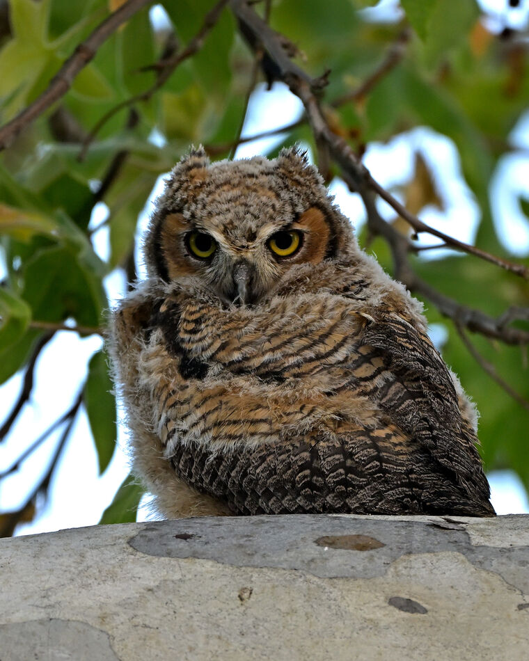 Mom and the kids: Female Great horned Owl with her chicks at Santee Lakes.