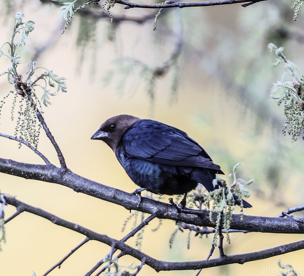 Cowbird: Canon 1DX3, Canon 300 2.8, Canon 2x...