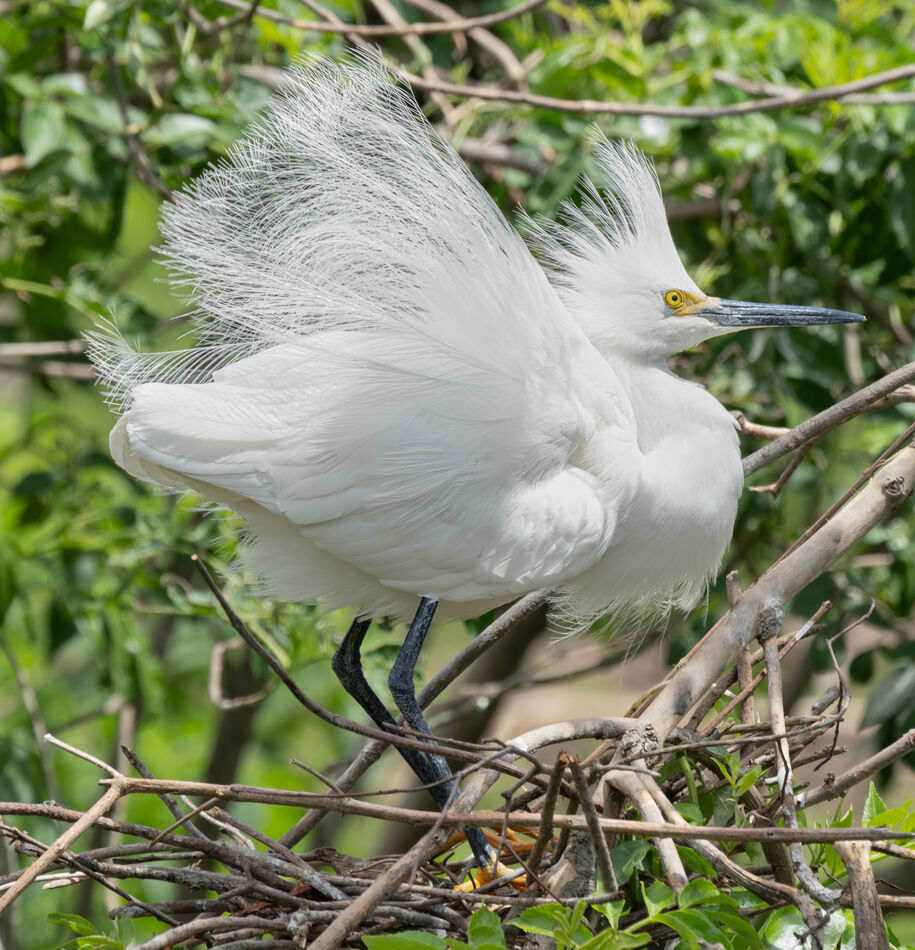 Cyprus Wetlands - 5: The snowy egrets and wood storks were busy ...