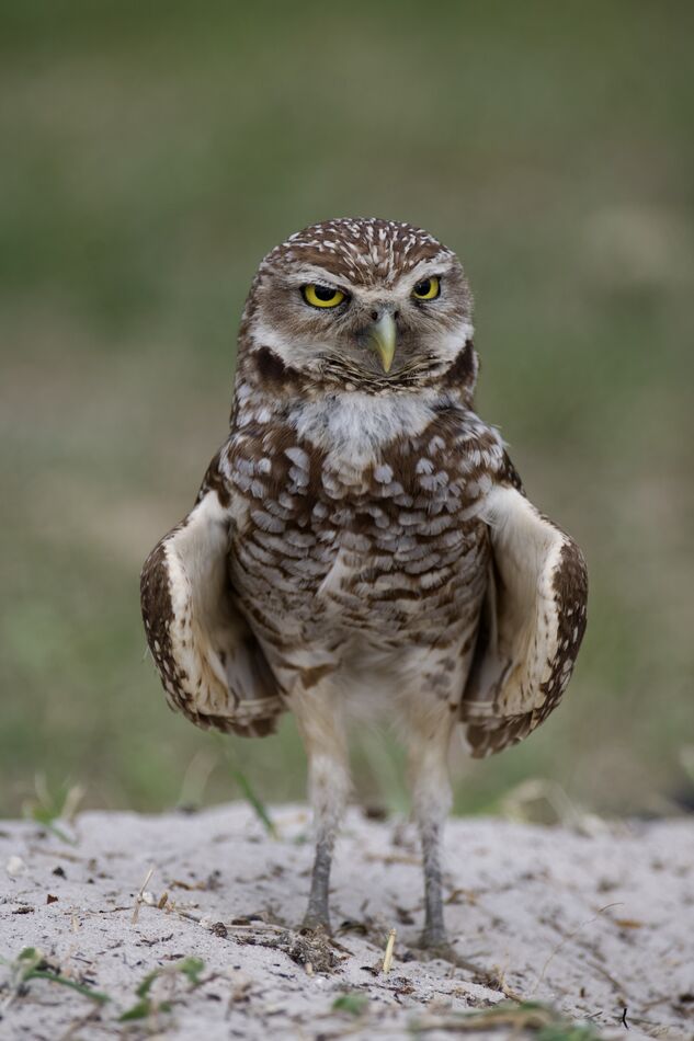 Burrowing Owl Tough Guy: Visited the burrowing owls nests today in ...