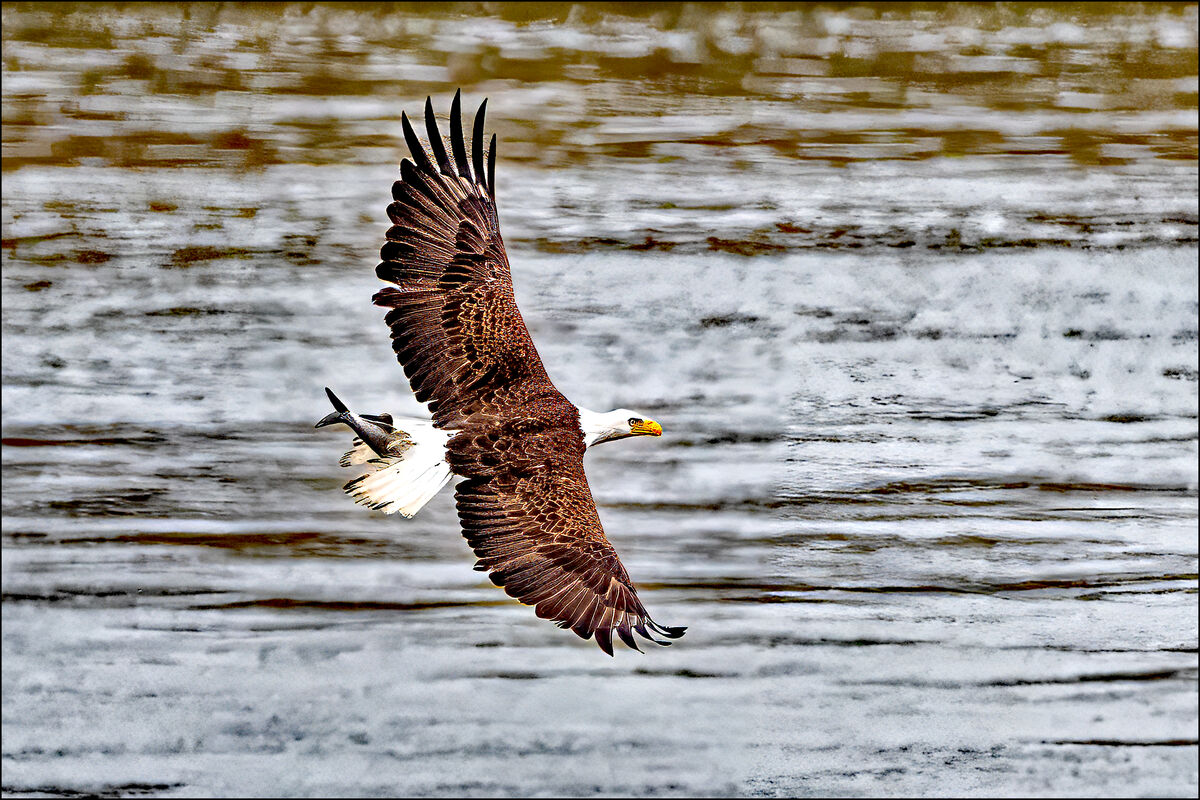 Easter at Conowingo, Continued: Some of my eagle photos taken last ...