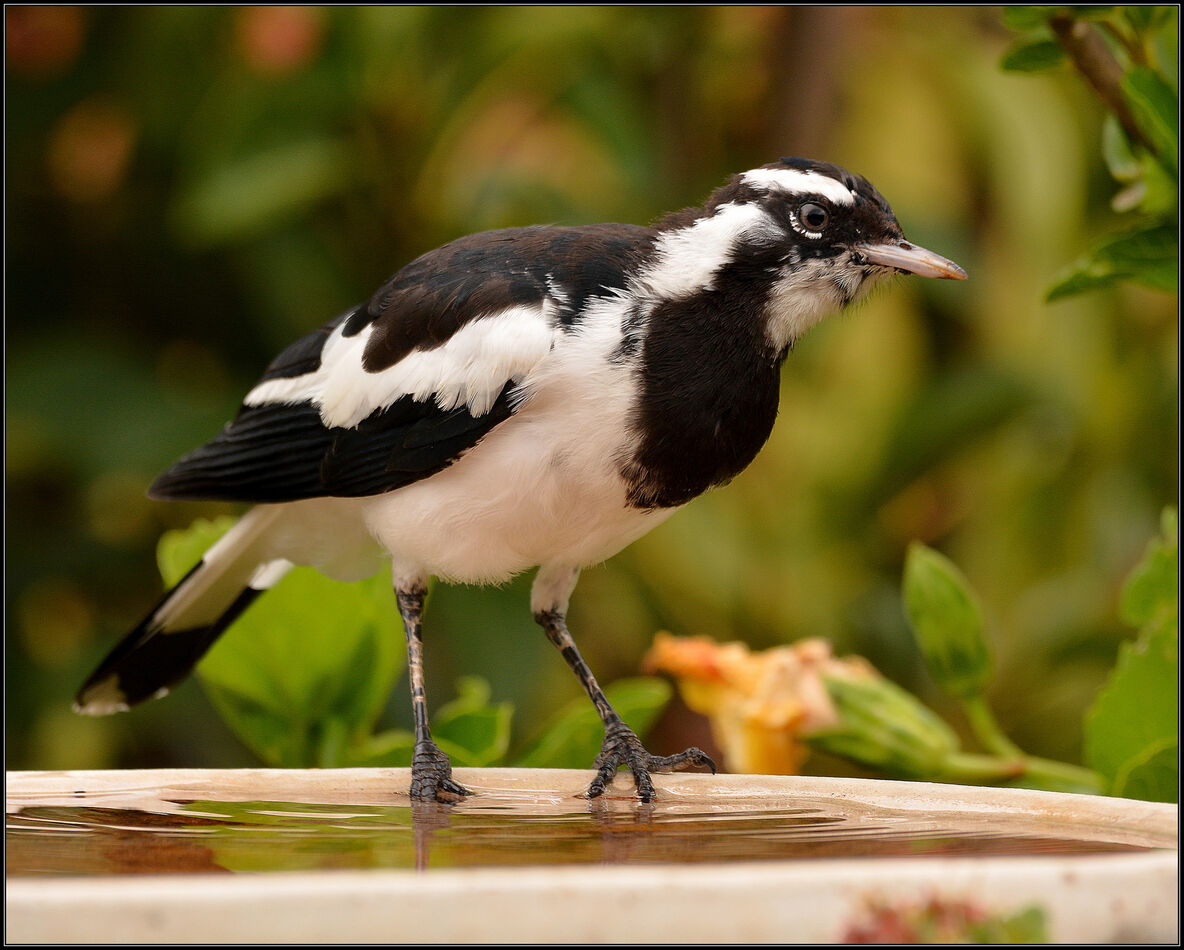 Murray Magpie, Magpie Lark, Pee Wee: This Magpie has three names ...