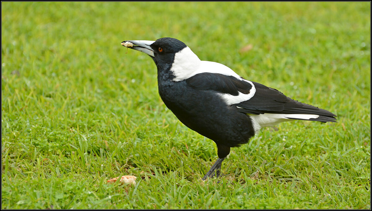 Murray Magpie, Magpie Lark, Pee Wee: This Magpie has three names ...
