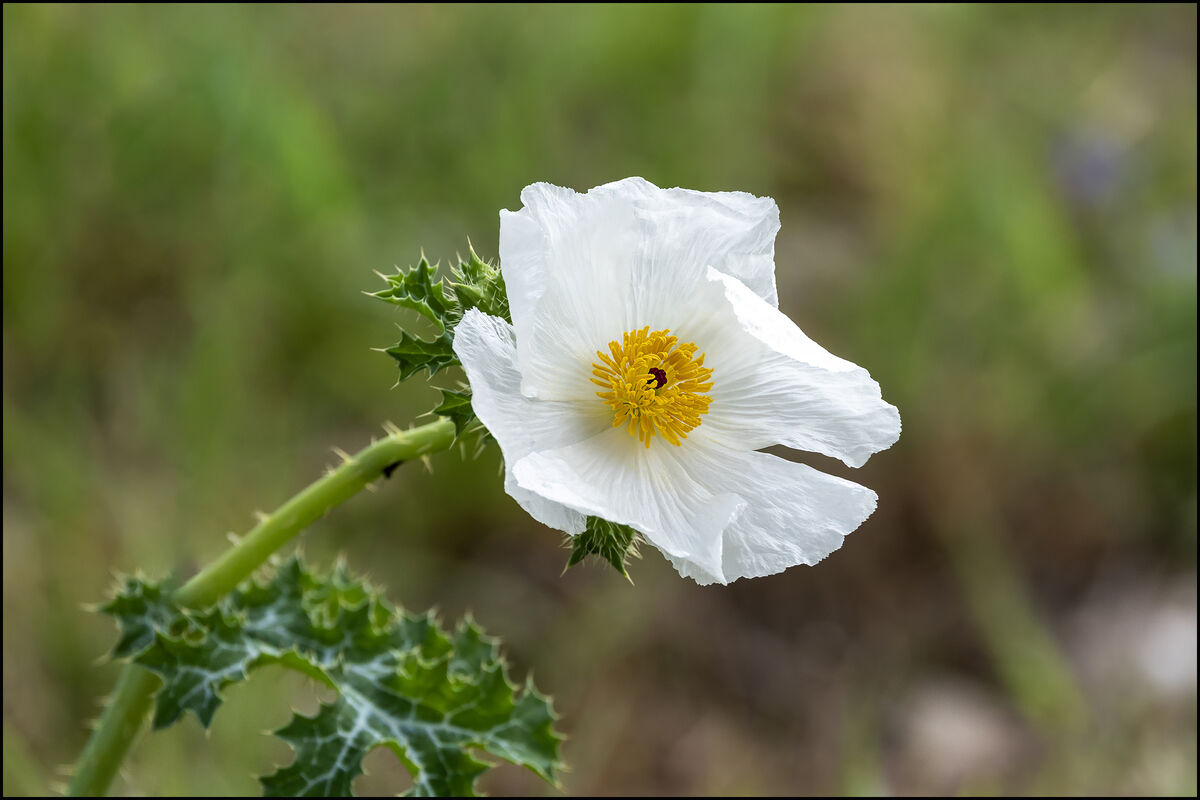 White Poppy: The white poppy is often overlooked as a spring wildflower ...