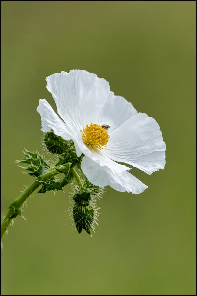 White Poppy: The white poppy is often overlooked as a spring wildflower ...