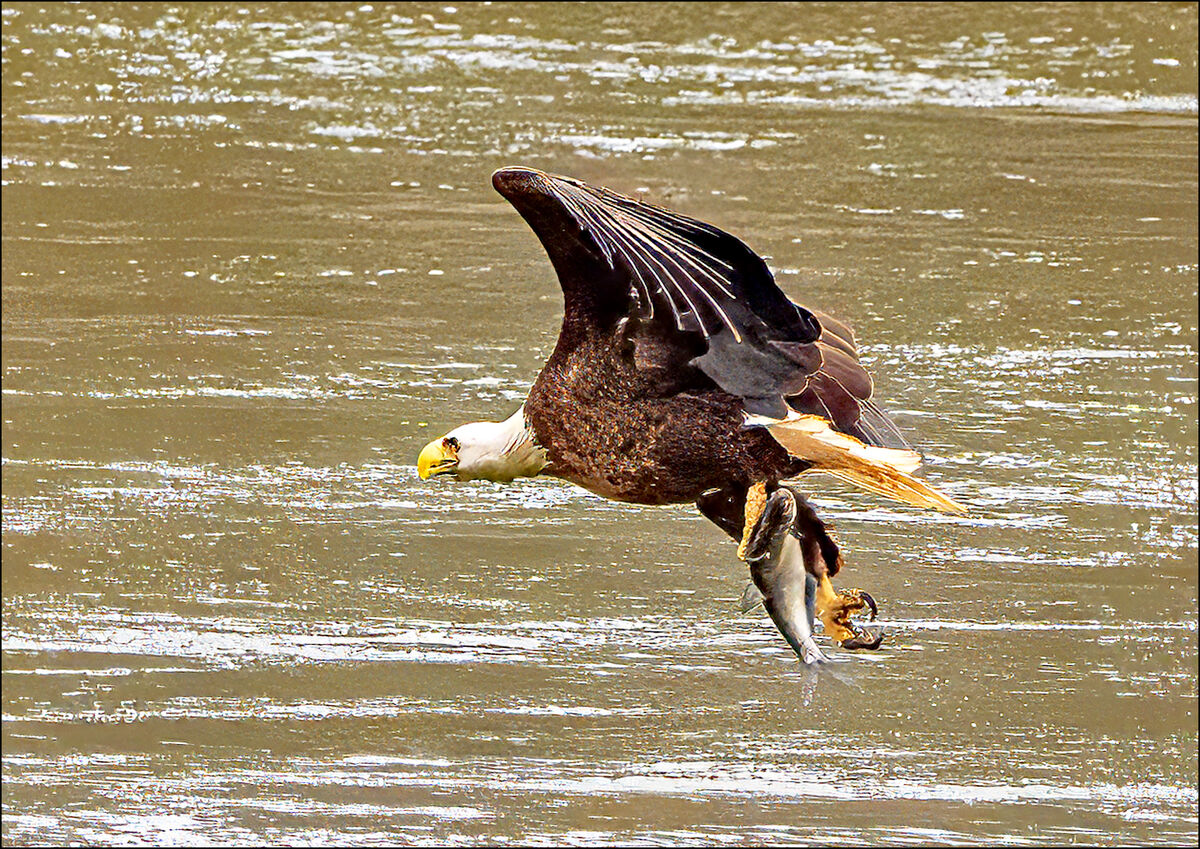 Bald Eagle Fishing: This sequence, from hunt through attack, capture ...