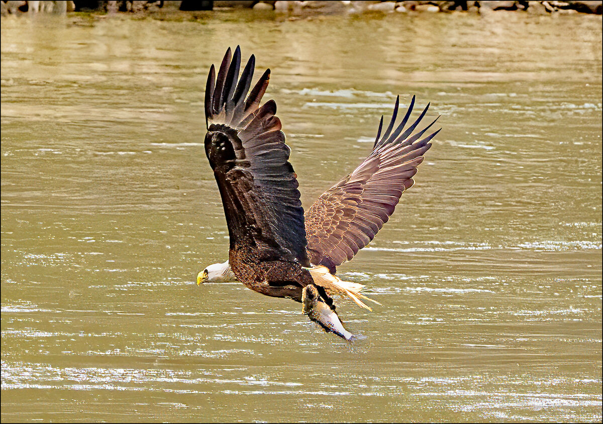 Bald Eagle Fishing: This sequence, from hunt through attack, capture ...