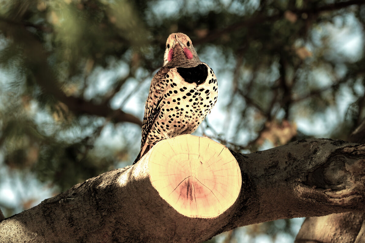 04 23 25 Birds In Yard: Not much happening today. I spotted a couple of ...