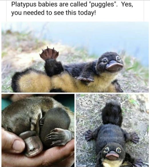 A Puggle: In case you've never seen a puggle, take a look at the cutie ...